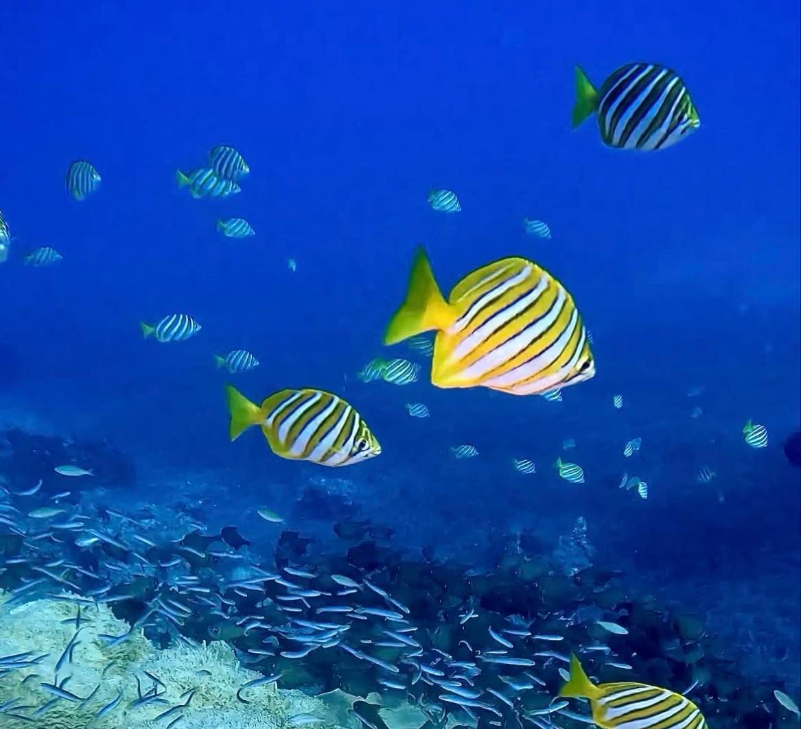 Guided Scuba Dive 4 Mile Reef in Busselton, WA | Swan Dive