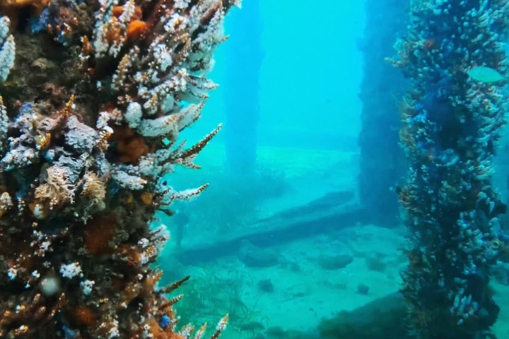 Busselton Jetty Diving Experience in Busselton, WA | Swan Dive