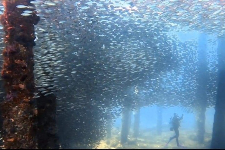 Busselton Jetty Snorkeling Experience in Busselton, WA | Swan Dive