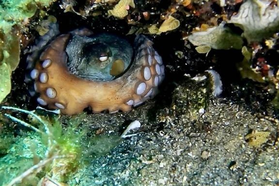 Busselton Jetty Snorkeling Experience in Busselton, WA | Swan Dive