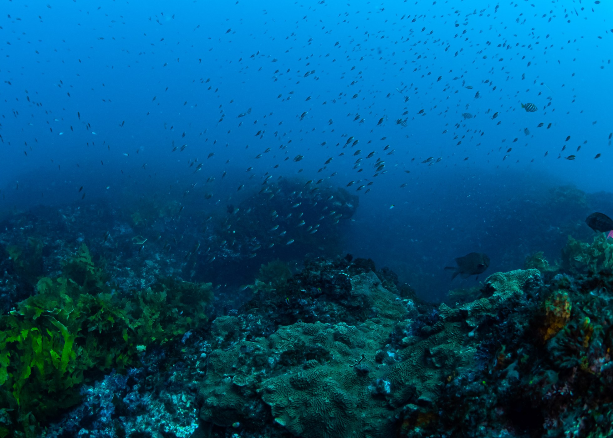 Frequently Asked Questions | Swan Dive