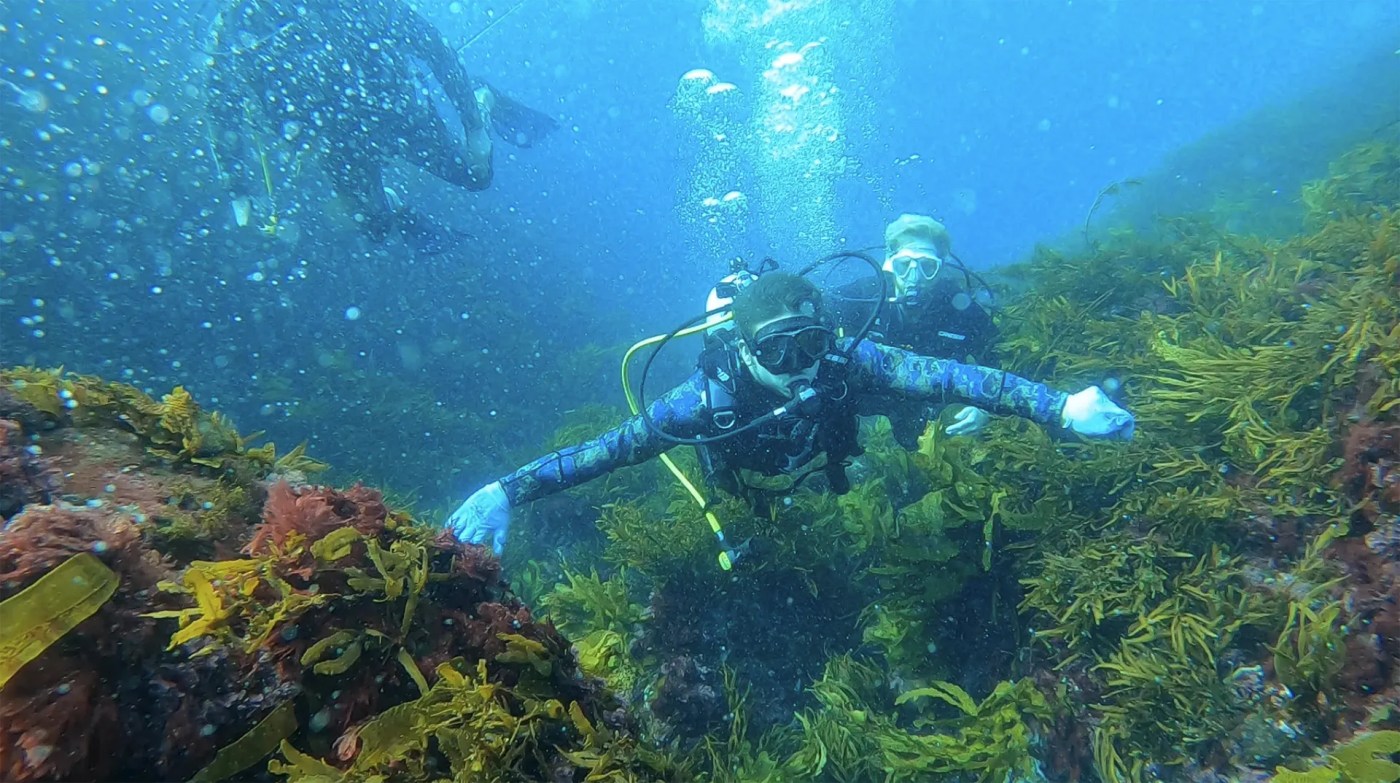 Disability Diving | Swan Dive