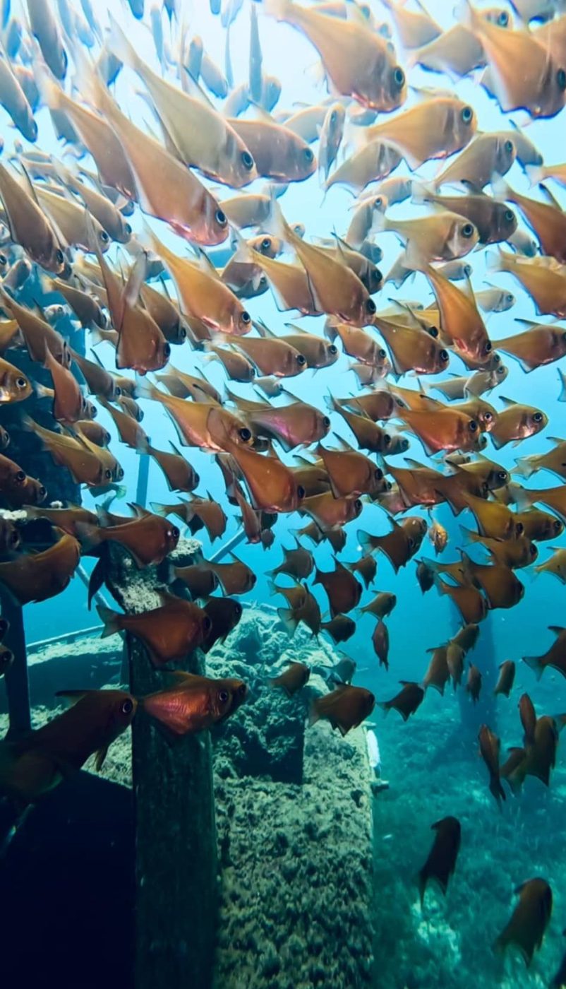 Family-Friendly Try Scuba Diving in Busselton, WA | Swan Dive