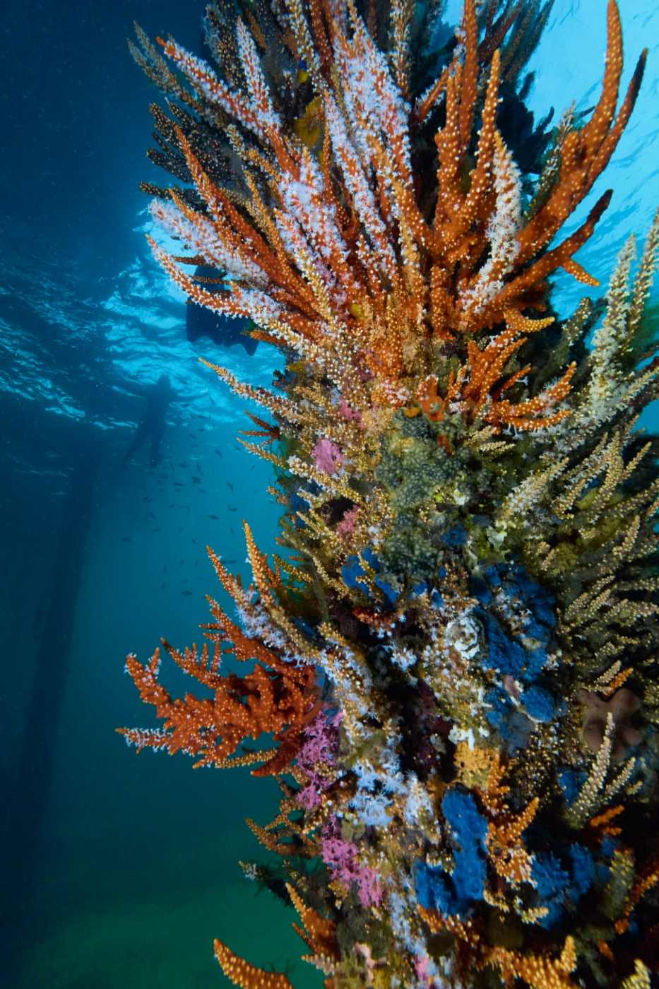Busselton Jetty Snorkeling Experience in Busselton, WA | Swan Dive