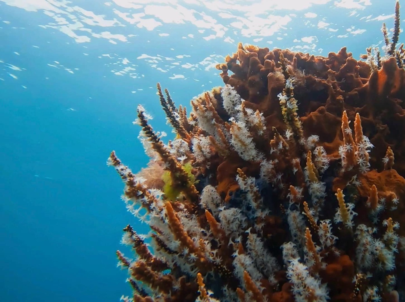 Swan Dive | Experience Diving Swan Wreck & Busselton Jetty in WA